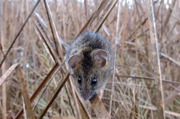 Dunia Hewan: Miris, Tikus Rawa Asin San Francisco Kini Terancam Punah ...