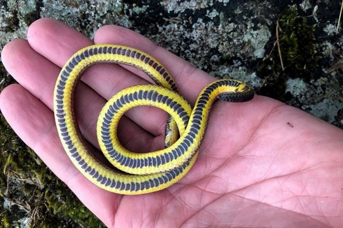 Dunia Hewan: Tiga Spesies Baru Ular Ditemukan di Bawah Kuburan Ekuador ...