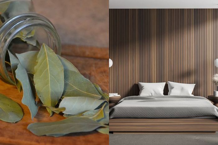 Coba Iseng Letakkan 7 Lembar Daun Salam di Kamar, Gak Nyangka Dapat ... Coba Iseng Letakkan 7 Lembar Daun Salam di Kamar, Gak Nyangka Dapat ...