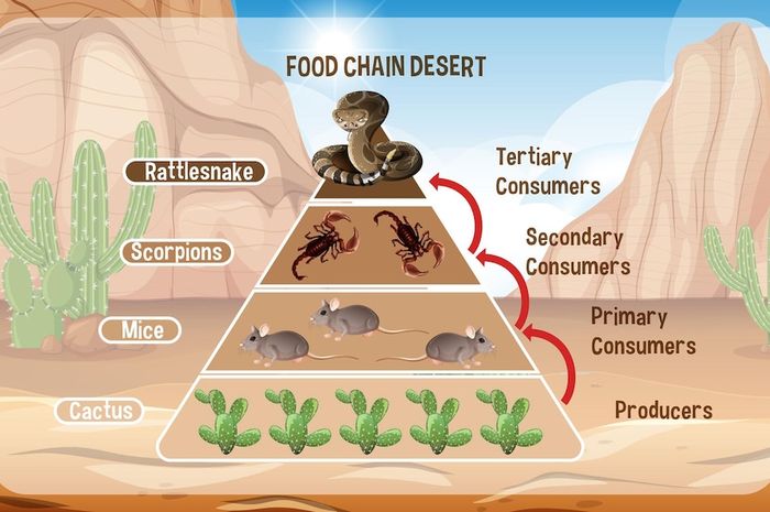 4 Tingkat Trofik dalam Rantai Makanan, Materi Kelas 5 SD Tema 3 - Kids