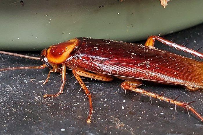 Heran Rumah Sudah Disapu dan Dipel Setiap Hari, Kecoak Masih Mondar ...