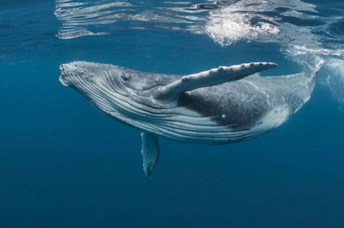 Dunia Hewan: Kenapa Paus Tidak Mengalami Kerusakan Otak Saat Berenang ...