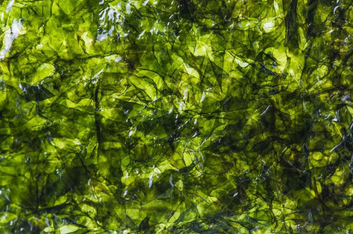 Kingdom Protista: Pengertian, Karakteristik, dan Contoh Organisme - Bobo