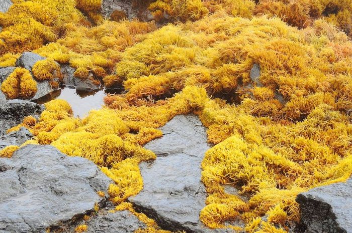 Kingdom Monera: Pengertian, Karakteristik, dan Contoh Organisme - Bobo