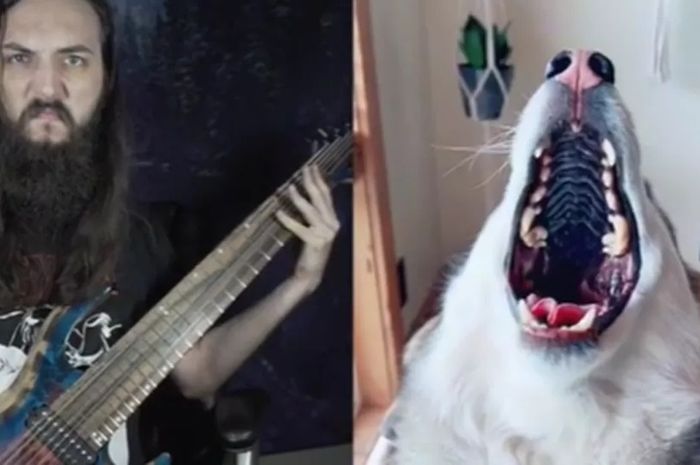 Gokil! Duet Sangar Antara Seekor Husky dan Gitaris Cadas Logan Young - Hai