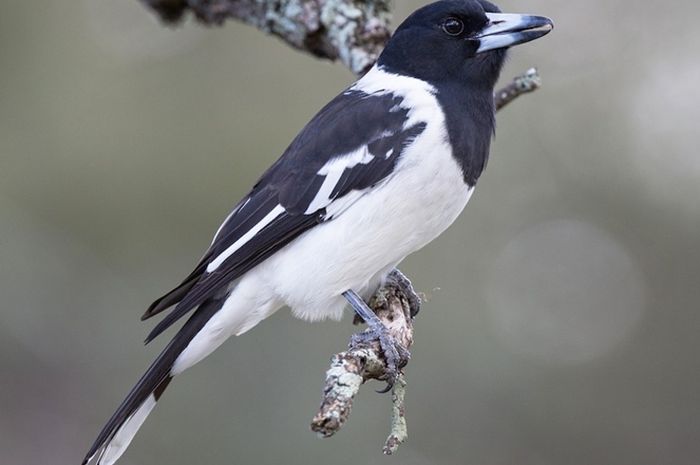Dunia Hewan: Apakah Kicauan Burung Dapat Disebut Sebagai Musik ...