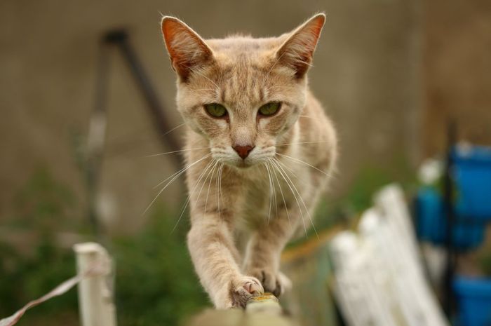 Ada Kucing yang Perutnya Buncit tapi Kurus, Ternyata Ini Penyebabnya - Bobo Ada Kucing yang Perutnya Buncit tapi Kurus, Ternyata Ini Penyebabnya - Bobo