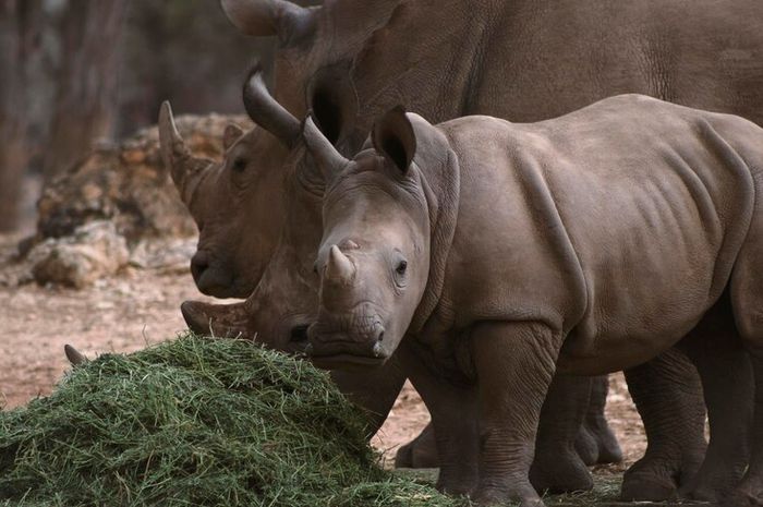 7 Hewan Endemik Pulau Sulawesi, dari Babirusa hingga Monyet Hitam ...
