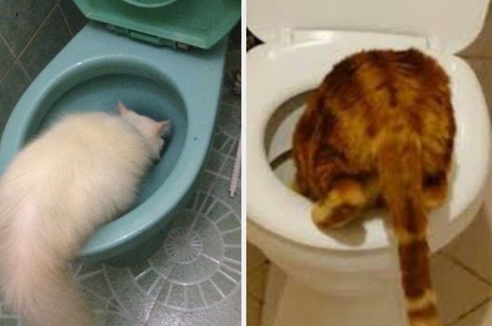 Seumur Hidup Baru Tahu, Kenapa Kucing Suka Minum Air Toilet Ternyata ...