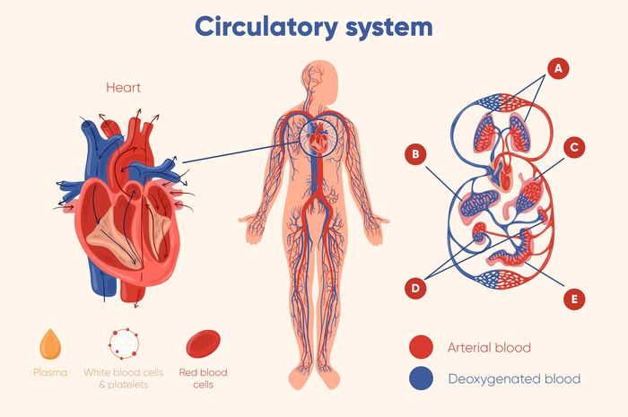 Urutan Peredaran Darah Besar dan Organ pada Sistem Peredaran Darah ...