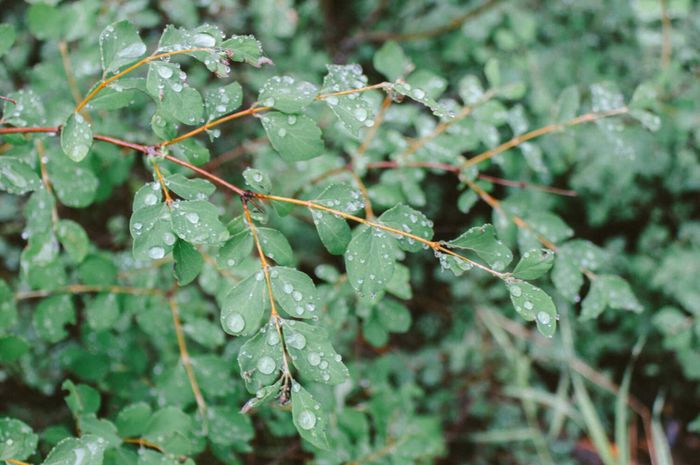 Perubahan Wujud Mengembun dan Contohnya dalam Kehidupan Sehari-hari ...