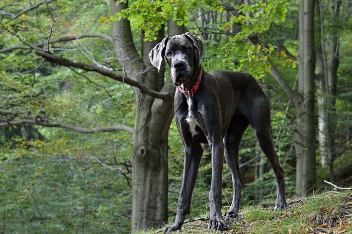 5 Ras Anjing Bertubuh Besar di Dunia, Ada Great Dane hingga Wolfhound ...