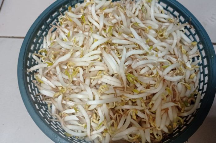 Manfaat Makan Toge untuk Kesehatan, Bisa Menurunkan Berat Badan dan ...