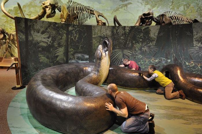 Mengenal Ular Titanoboa, Spesies Ular Purba Terbesar yang Pernah Ada di ...