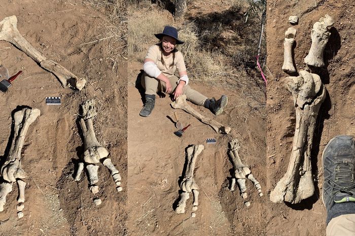 Dunia Hewan: Ditemukannya Sepasang Kaki Milik Burung Terbesar Sejagad ...