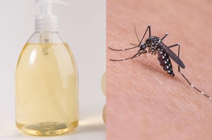 Amit-amit Jadi Sarang Nyamuk, Padahal Cukup Pakai Air Sabun Langsung ...