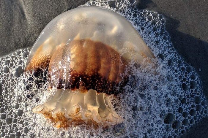 Termasuk Hewan Purba, Ini 4 Jenis Ubur-Ubur yang Miliki Serangan ...