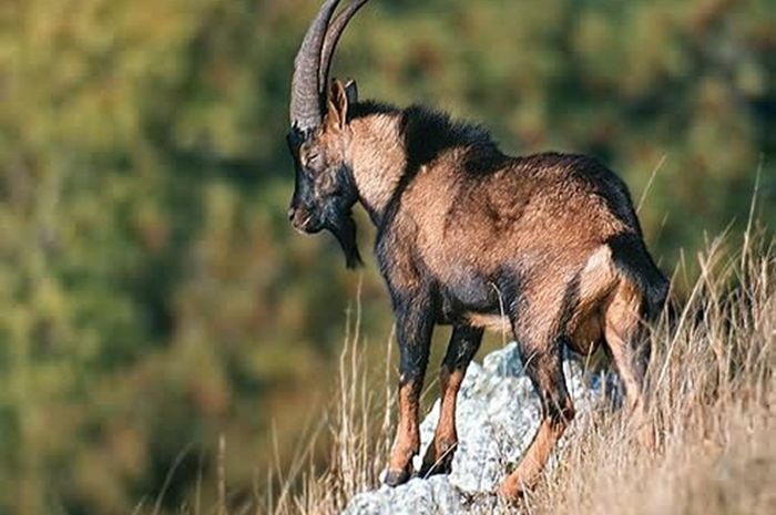 Dunia Hewan: Subspesies Kambing Liar Baru Ditemukan Melalui DNA Purba ...