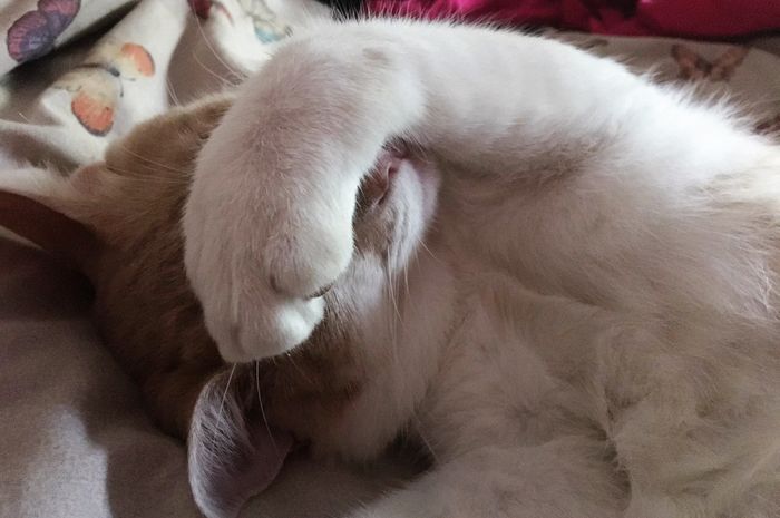 Bikin Gemas, Ternyata Ini 5 Alasan Kucing Tidur sambil Menutup Wajahnya ... Bikin Gemas, Ternyata Ini 5 Alasan Kucing Tidur sambil Menutup Wajahnya ...