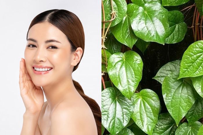 Cuma Butuh 6 Lembar Daun Sirih, Wajah Auto Glowing dan Cerah Tanpa Skincare, Begini Cara ...