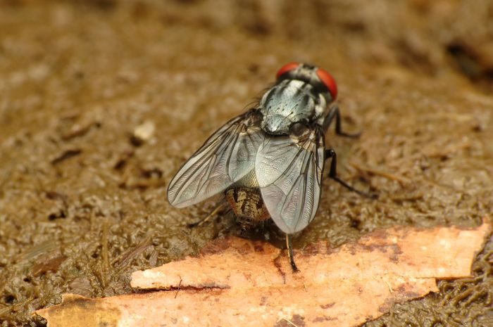 Dunia Hewan: Mengapa Lalat Suka Makan Tahi, tapi Tidak Sakit ...