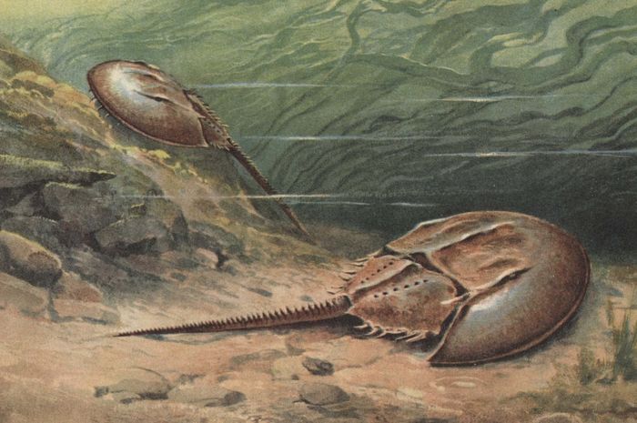 Dunia Hewan: Spesies Baru Kepiting Tapal Kuda Ditemukan di Kanada ... Dunia Hewan: Spesies Baru Kepiting Tapal Kuda Ditemukan di Kanada ...