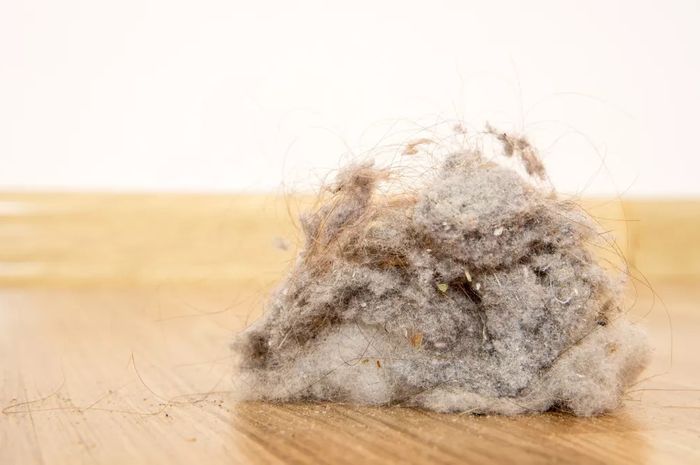 Benarkah Debu Berasal dari Sel Kulit Manusia? Simak Faktanya ...