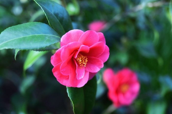 Bisa Ditanam di Dalam Pot dengan Mudah, Ini 4 Fakta Unik Bunga Camelia ...
