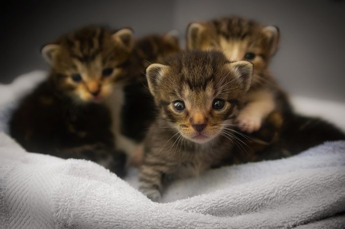 Perlu Perhatikan, Ini 5 Cara Merawat Anak Kucing Baru Lahir yang ... Perlu Perhatikan, Ini 5 Cara Merawat Anak Kucing Baru Lahir yang ...