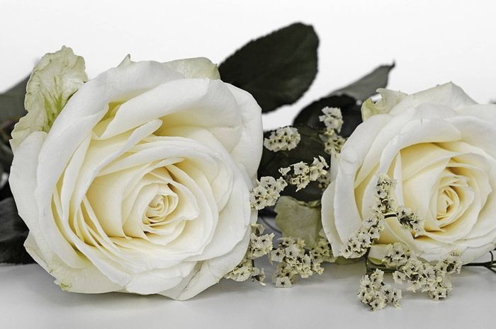 Simbol Kemurnian dan Keanggunan, Ini 5 Fakta Unik Bunga Mawar Putih - Bobo