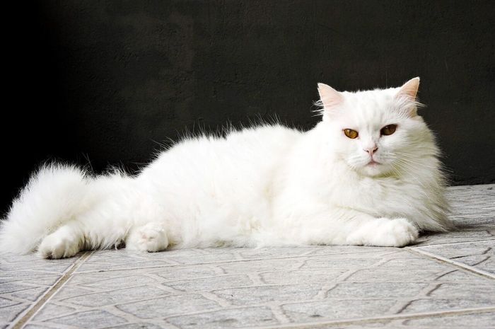 Ras Kucing Tertua yang Pernah Nyaris Punah, Ini 5 Fakta Menarik Kucing ...
