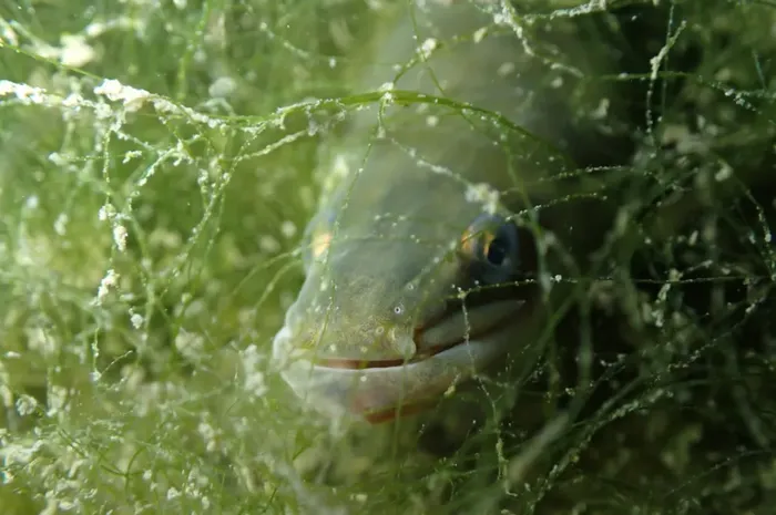 Dunia Hewan: Pertama Kalinya Misteri Reproduksi Belut Eropa Terungkap ...