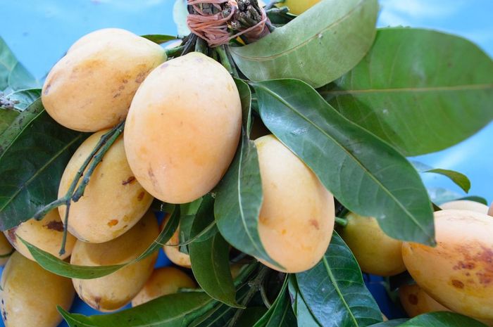 Cara Memilih Mangga yang Manis dan Matang, Kuncinya Cuma 1, Gak Bakal Ketipu Lagi - Sajian Sedap