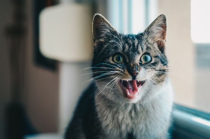 5 Fakta Menarik di Balik Gigi Kucing, Berapa Banyak Jumlahnya? - Kids