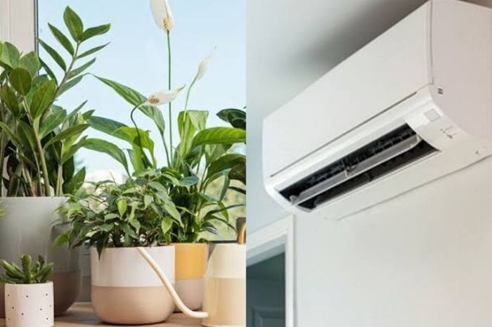 Bisa Hemat Listrik Kalau Gini Caranya, Sederet Tanaman Hias Ini Bisa ...