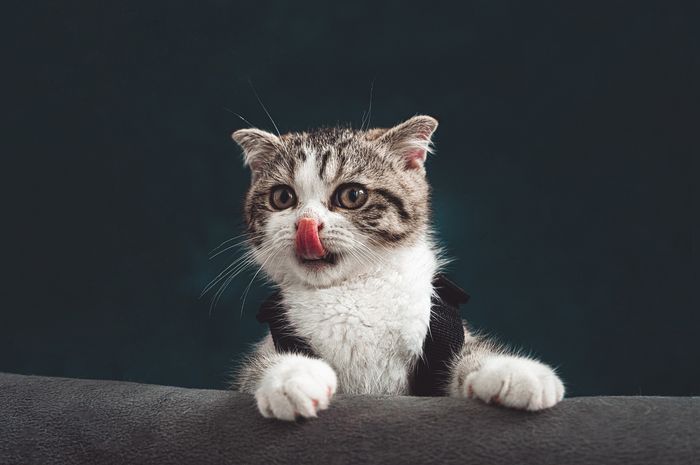 Baru Tahu! Ternyata Ini 6 Alasan Mengapa Kucing Menjulurkan Lidahnya ... Baru Tahu! Ternyata Ini 6 Alasan Mengapa Kucing Menjulurkan Lidahnya ...