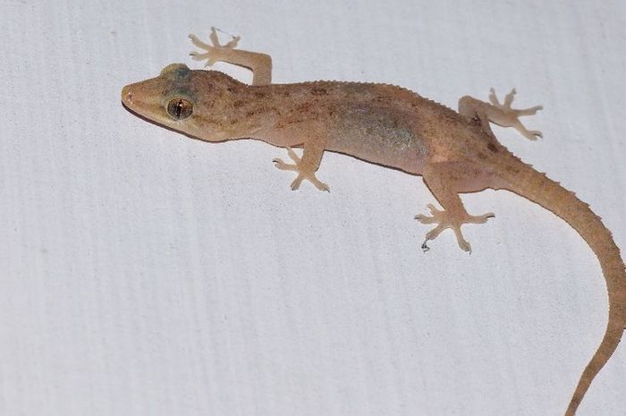 Amit-Amit Rumah Jadi Sarang Cicak, Cepat Usir Pakai Trik Gampang Ini ...