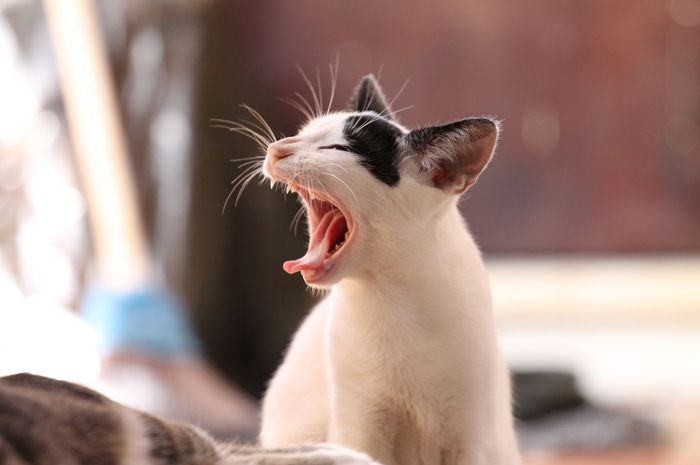5 Alasan Kucing Peliharaan Sering Menguap, Ternyata Tidak Selalu Karena ...