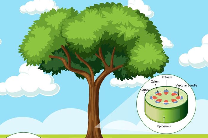 4 Jaringan Tumbuhan pada Batang, Mulai dari Epidermis hingga Stele - Bobo