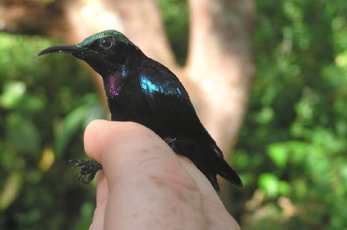 Ahli Ornitologi Menemukan Dua Spesies Baru Burung Matahari di Sulawesi ...
