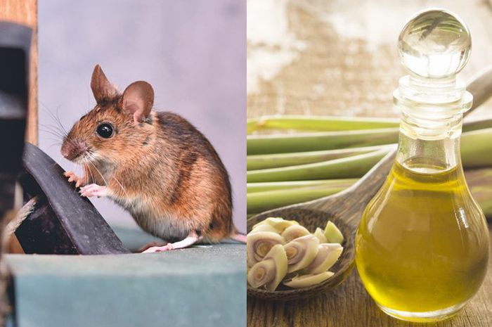 Tanpa Perangkap dan Racun! Cara Mengusir Tikus Dari Rumah Bisa Dengan ...