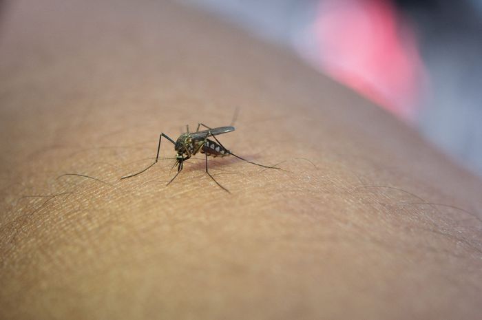 Waduh Orang Dengan Bau Ini Ternyata Disukai Nyamuk Pantas Pakai Obat Nyamuk Gak Mempan Semua