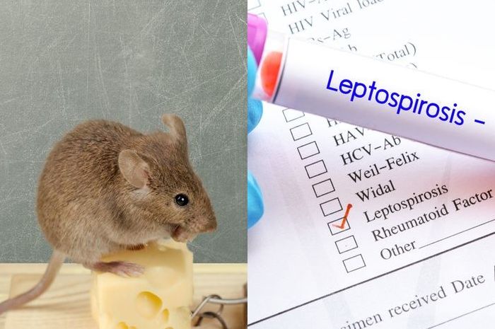 Ramai Kasus Penyakit Kencing Tikus Atau Leptospirosis, Begini Cara ...