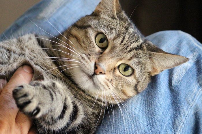 Ketahui, Ini 3 Area Tubuh Kucing yang Tak Boleh Dielus dan Disentuh - Kids