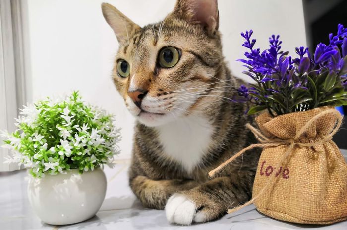 Supaya Anabul Sehat dan Lincah, Ini Rekomendasi Frekuensi Pemberian ...