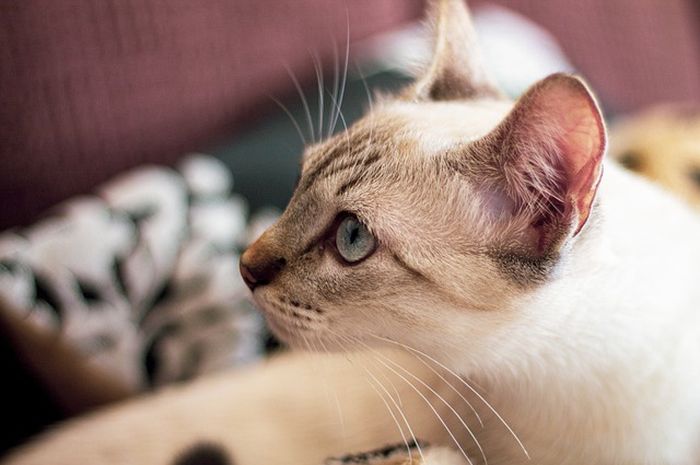 Kucing Paling Hodoh Di Dunia