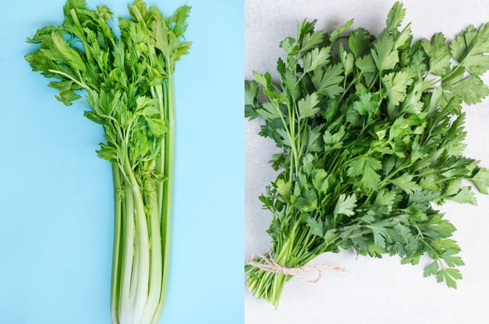 Jangan Keliru Beli, Ini Perbedaan Daun Seledri dan Daun Ketumbar ...