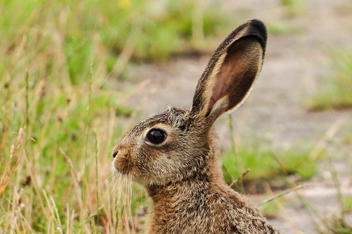 Kenapa Ada Kelinci yang Punya Telinga Sangat Panjang? #AkuBacaAkuTahu ...