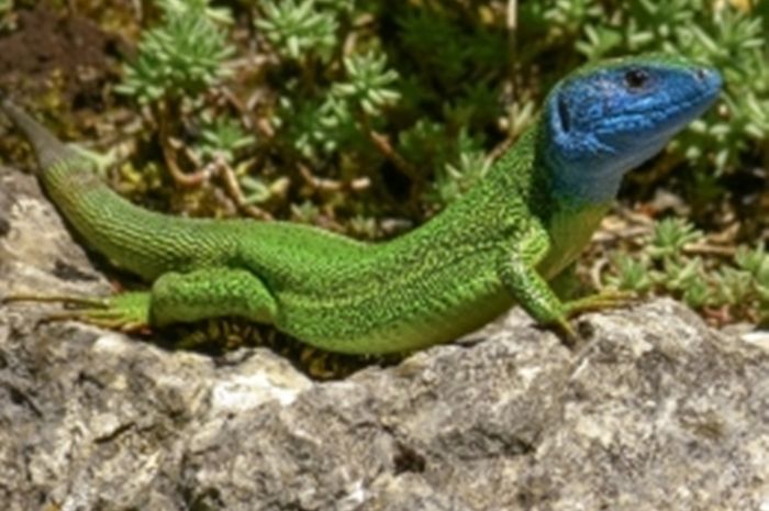 Dunia Hewan: Sejarah Tersembunyi Evolusi Kadal Hijau dari Mediterania ...