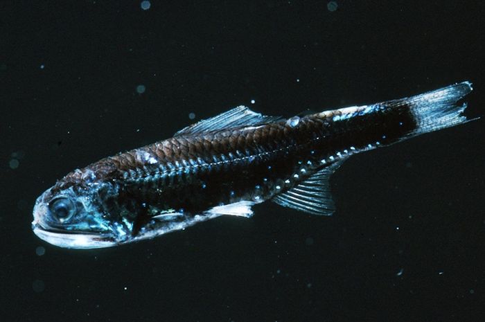 Dunia Hewan: Bagaimana Proses Ikan Purba Membentuk Koloni Laut Dalam ...